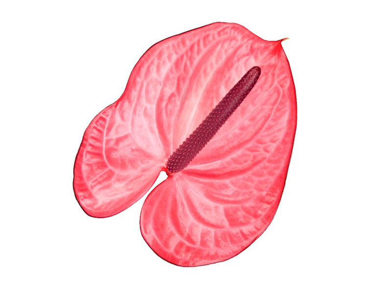 ANTHURIUM CANDY 9/11 035 CM DIAM MIN 9 CM ROSA - Veiling Holambra ...