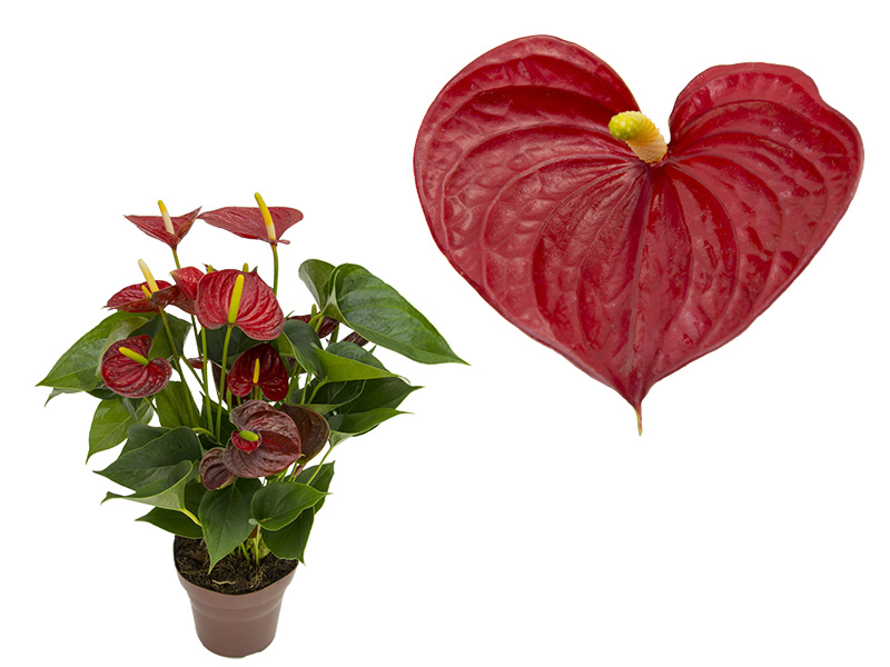 ANTHURIUM RED SUCCESS P15 - Veiling Holambra | Flores e Plantas Ornamentais