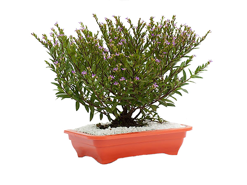 BONSAI JOVEM ERICA S CRIS VASO RETANGULAR 28x21cm SEM FLOR - Veiling ...