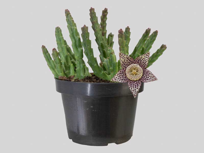 CACTUS STAPELIA ORBEA DUMMERI P11 - Veiling Holambra | Flores e Plantas ...