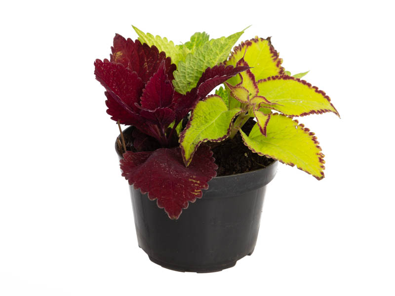 COLEUS FREAKY LEAVES P11 MISTO - Veiling Holambra | Flores e Plantas ...