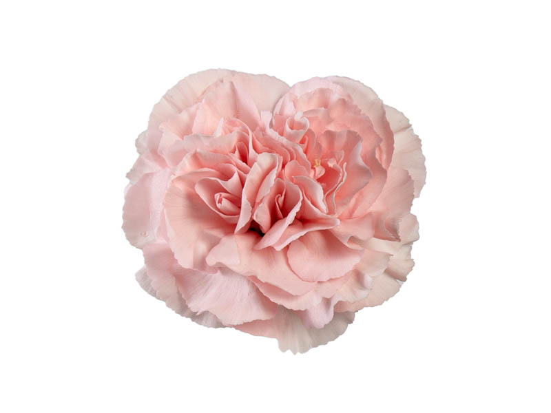 CRAVO PINK MONTEZUMA 050 CM - Veiling Holambra | Flores e Plantas ...
