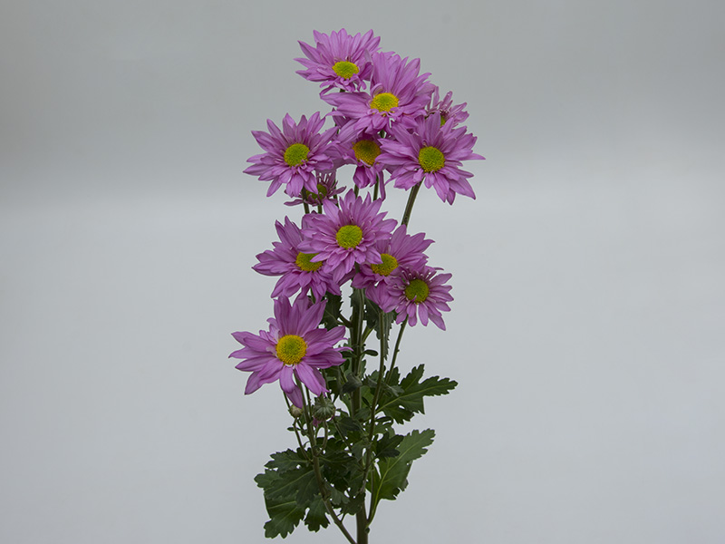 CRISANTEMO DARK ROSE REAGAN 080 CM - Veiling Holambra | Flores e ...