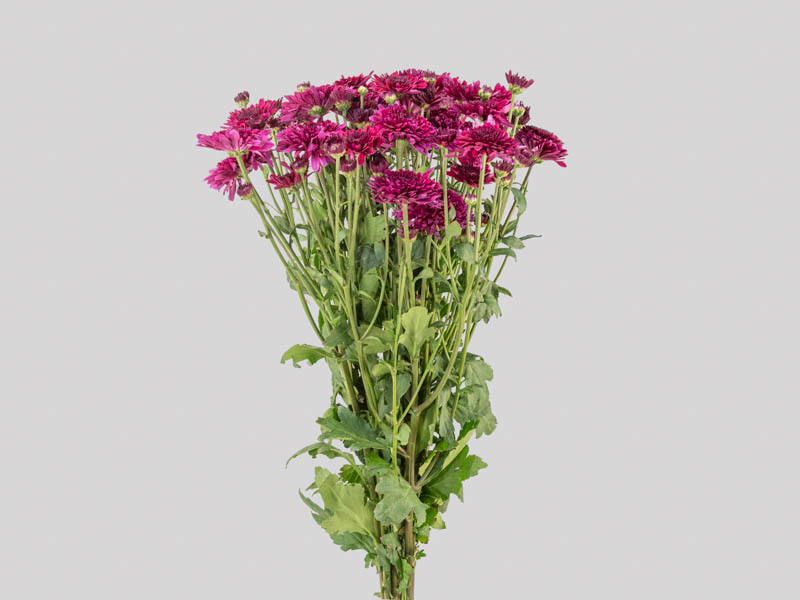 CRISANTEMO SANTIN BARCA SPIDER 080 CM VINHO - Veiling Holambra | Flores ...