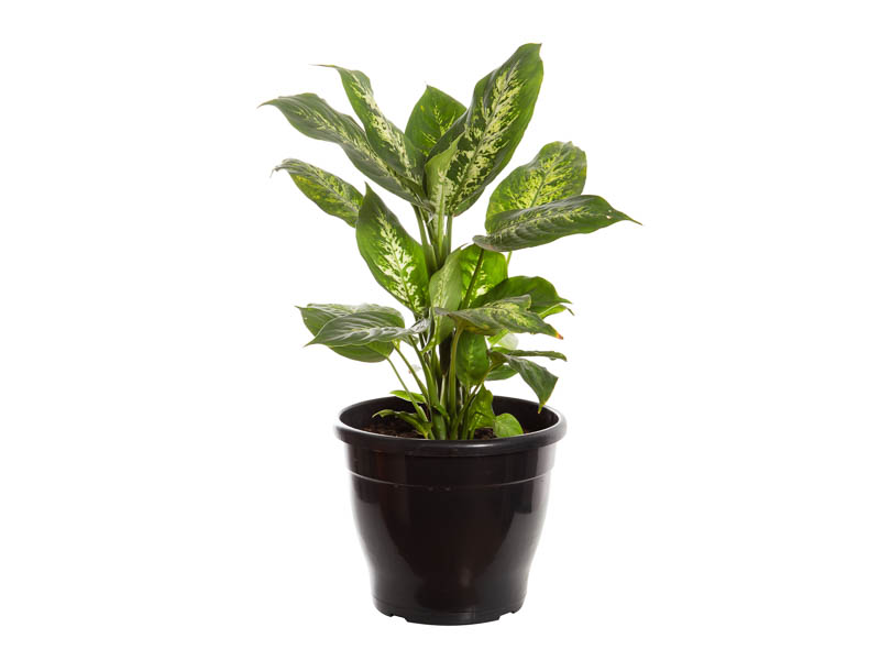 DIEFFENBACHIA COMPACTA P24 - Veiling Holambra | Flores e Plantas ...