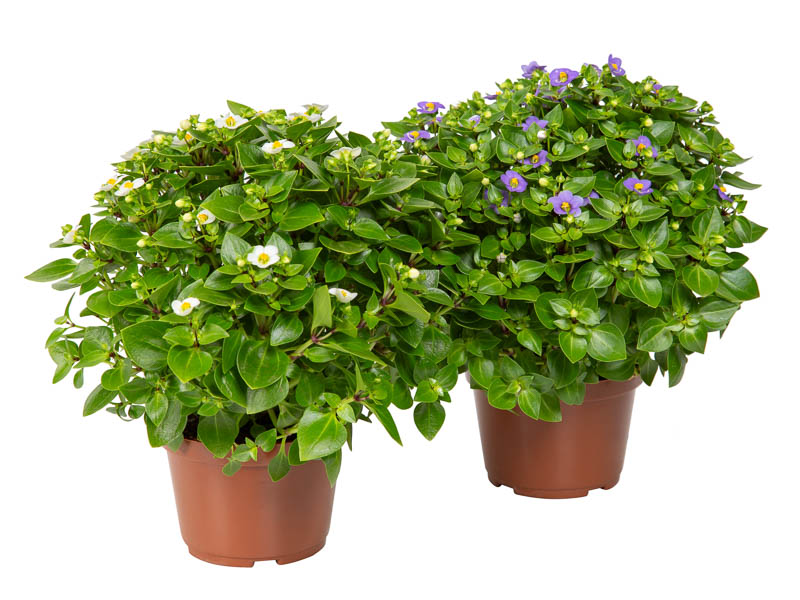 EXACUM AFFINE P11 VARIADO - Veiling Holambra | Flores e Plantas Ornamentais