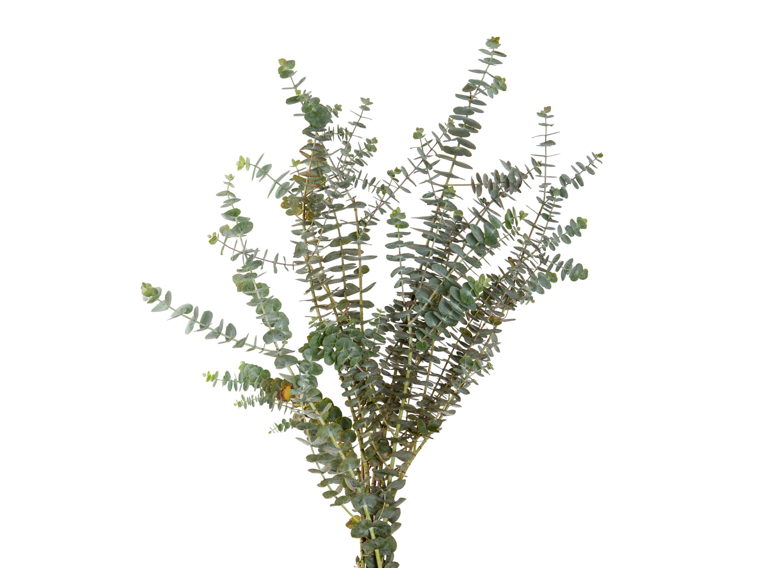 FOLHAGEM EUCAFLOR BABY BLUE 040 CM - Veiling Holambra | Flores e ...