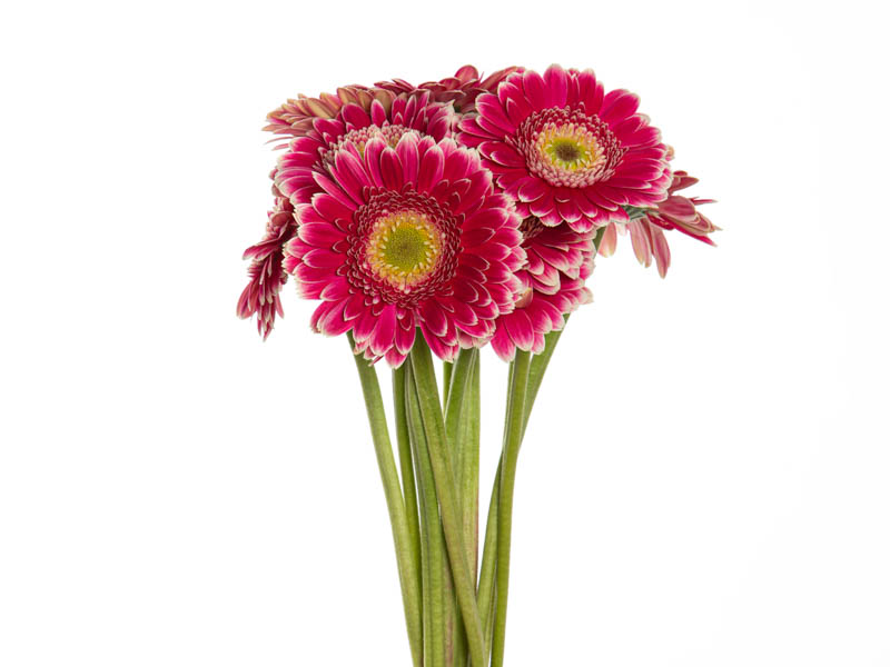 GERBERA DANSA