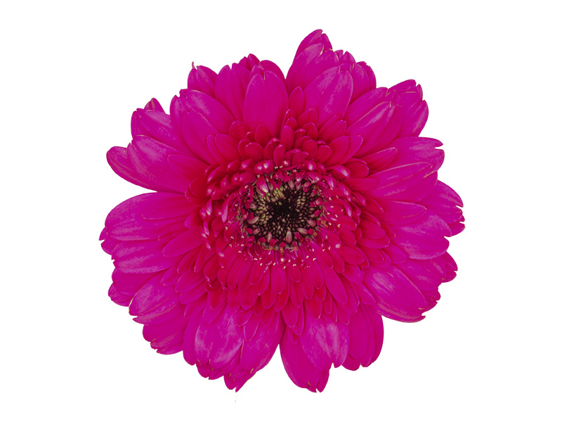 GERBERA FARAO 050 CM DIAM PINK - Veiling Holambra | Flores e Plantas ...
