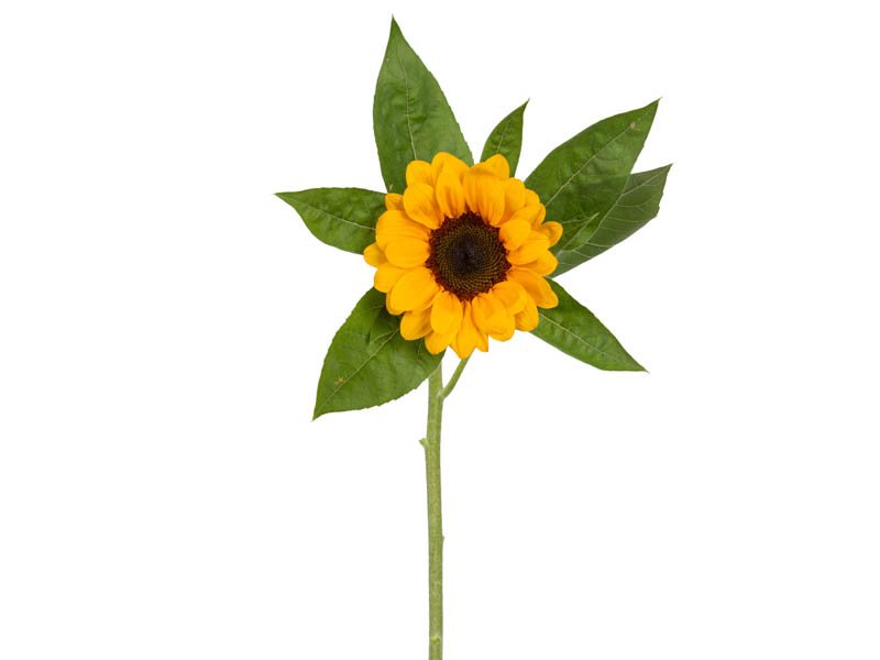 GIRASSOL MINI 040 CM - Veiling Holambra | Flores e Plantas Ornamentais
