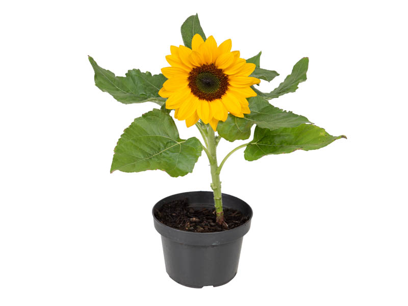 GIRASSOL MINI P11 - Veiling Holambra | Flores e Plantas Ornamentais