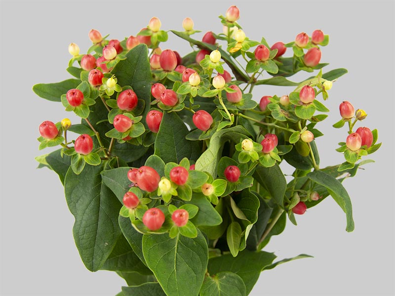 HYPERICUM MAGICAL MAJESTIC PINK 070 CM PINK - Veiling Holambra | Flores ...