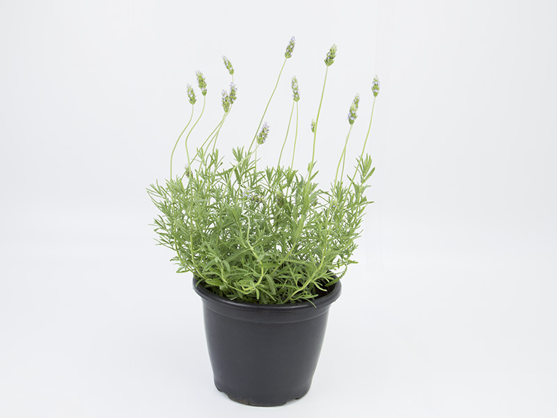 LAVANDULA ANGUSTIFOLIA P24 - Veiling Holambra | Flores e Plantas ...