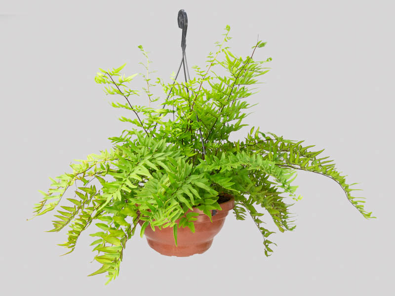 PELLAEA VIRIDIS C24 - Veiling Holambra | Flores e Plantas Ornamentais