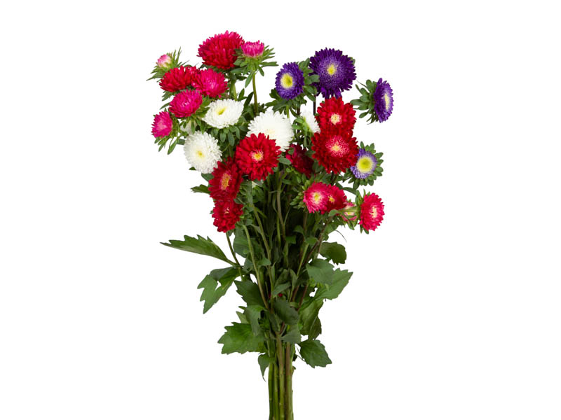 RAINHA MARGARIDA 050 CM MISTO - Veiling Holambra | Flores e Plantas ...