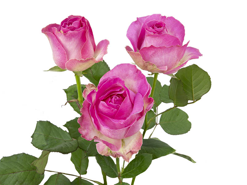 ROSA CANDY AVALANCHE 060 CM ESTUFA - Veiling Holambra | Flores e ...