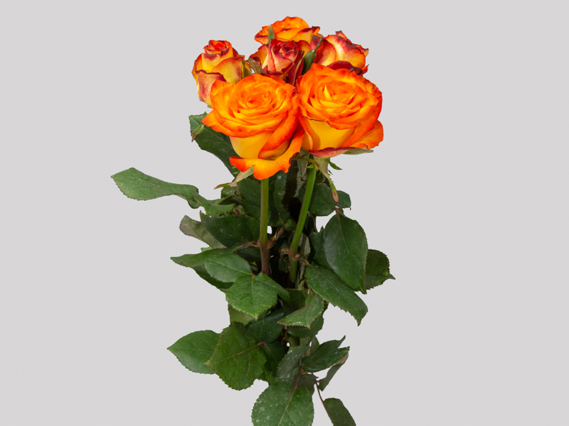 ROSA HIGH MAGIC 070 CM BICOLOR ESTUFA - Veiling Holambra | Flores e ...