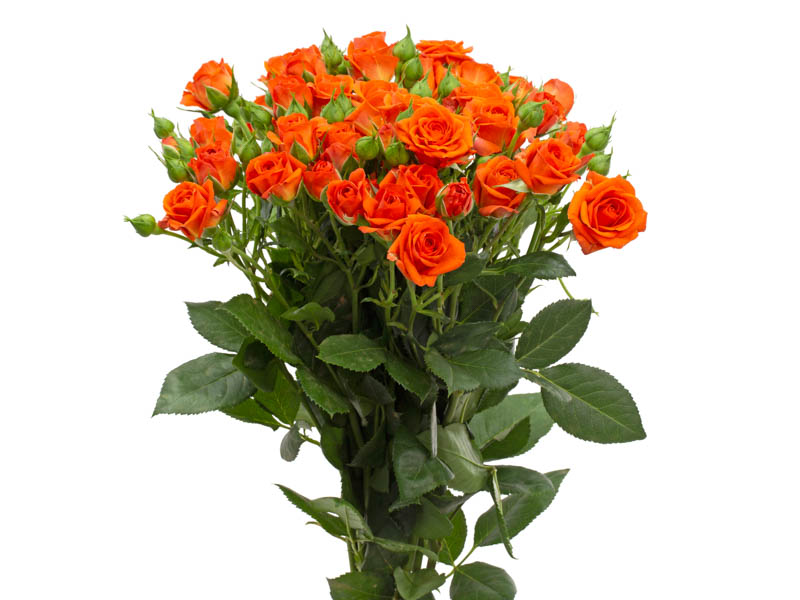 ROSA SPRAY BABE 040 CM - Veiling Holambra | Flores e Plantas Ornamentais