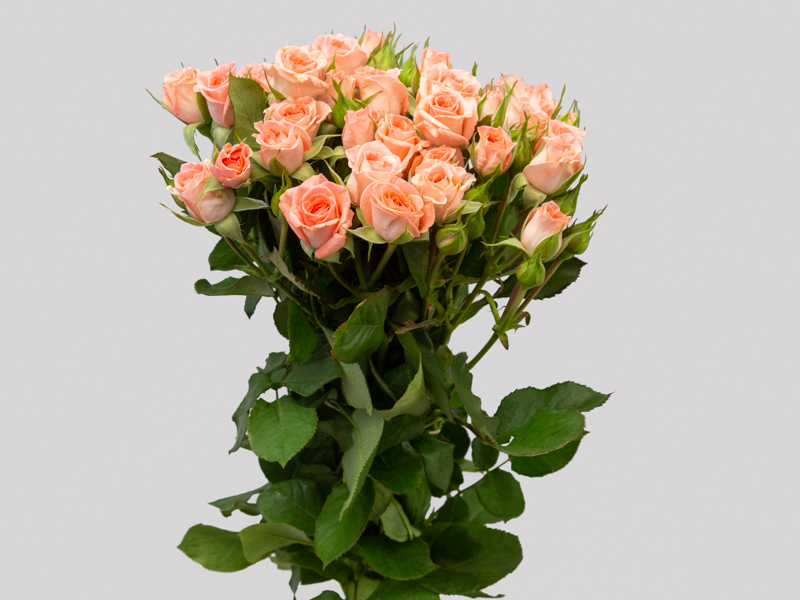 ROSA SPRAY ELEGANT ROSEVER 060 CM - Veiling Holambra | Flores e Plantas ...