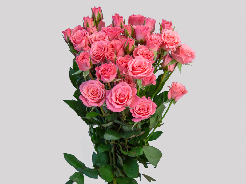 ROSA SPRAY EVA 050 CM - Veiling Holambra | Flores e Plantas Ornamentais