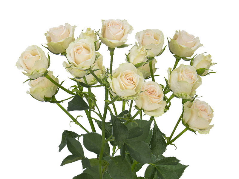 ROSA SPRAY JANA 070 CM CHAMPAGNE/CREME - Veiling Holambra | Flores e ...