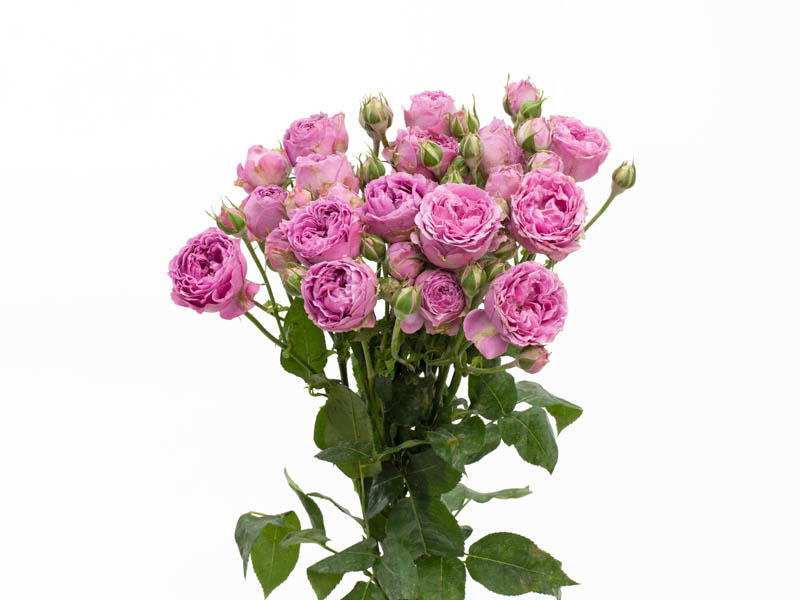 ROSA SPRAY MISTY BUBBLES 060 CM - Veiling Holambra | Flores e Plantas ...
