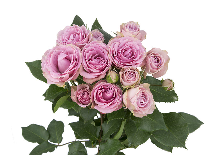 ROSA SPRAY STAR BLUSH 030 CM - Veiling Holambra | Flores e Plantas ...