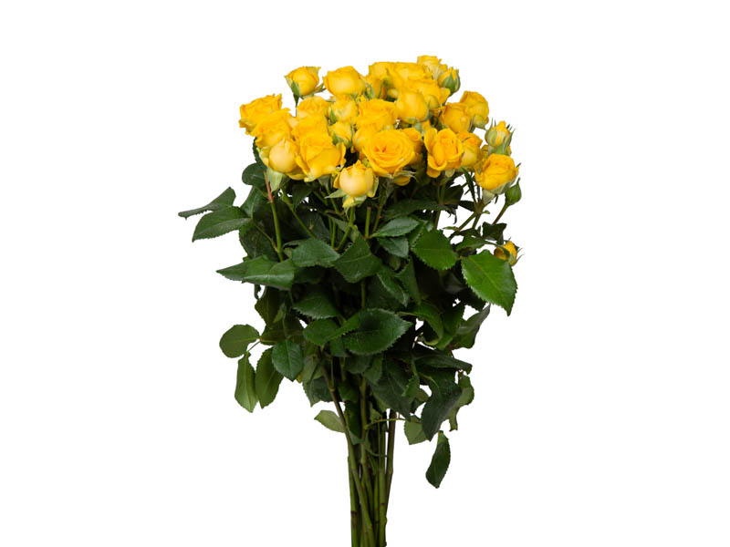 ROSA SPRAY TARANTELLA 050 CM - Veiling Holambra | Flores e Plantas ...