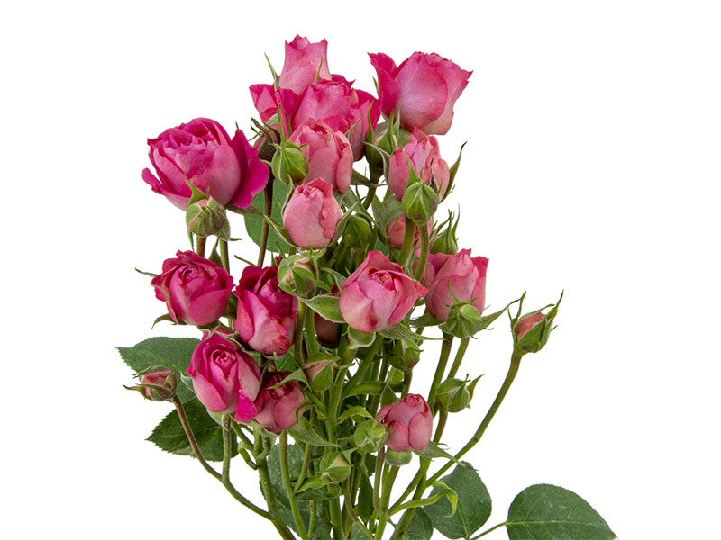 ROSA SPRAY TWINKLE BRIDE 040 CM - Veiling Holambra | Flores e Plantas ...