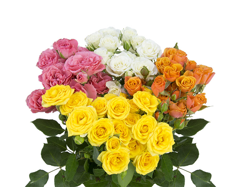 ROSA SPRAY VARIADA 030 CM - Veiling Holambra | Flores e Plantas Ornamentais