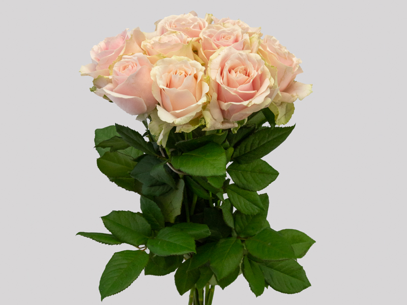 ROSA SWEET AVALANCHE 070 CM ESTUFA - Veiling Holambra | Flores e ...