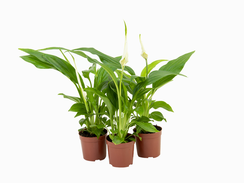 SPATHIPHYLLUM MINI P05 COM FLOR - Veiling Holambra | Flores e Plantas ...