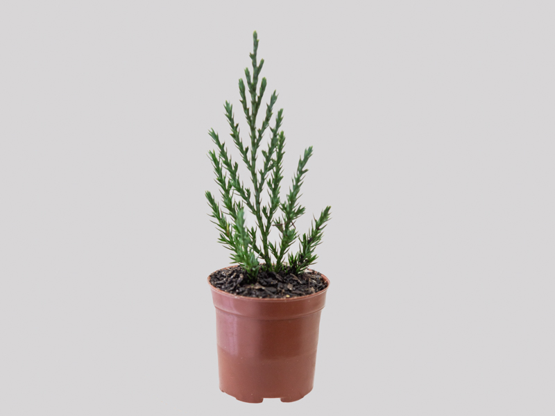 TUIA STRICKITA P06 - Veiling Holambra | Flores e Plantas Ornamentais