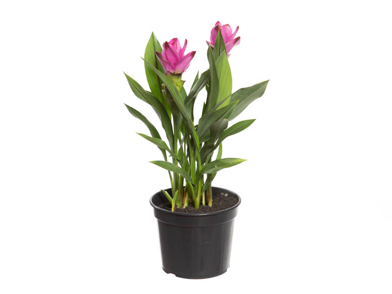 CURCUMA SIAM SHADOW P15 - Veiling Holambra | Flores e Plantas Ornamentais