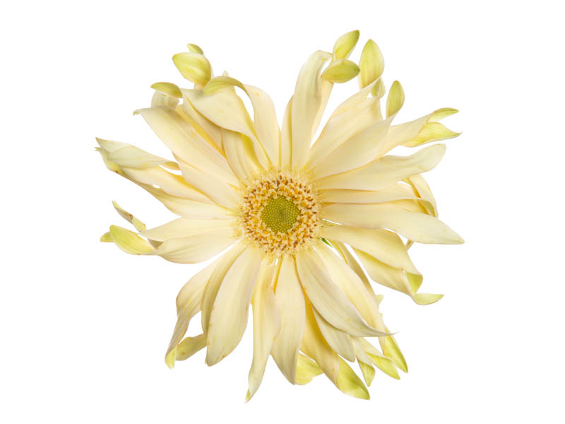 GERBERA PASTA CARBONARA 10 CM DIAM - Veiling Holambra | Flores e ...