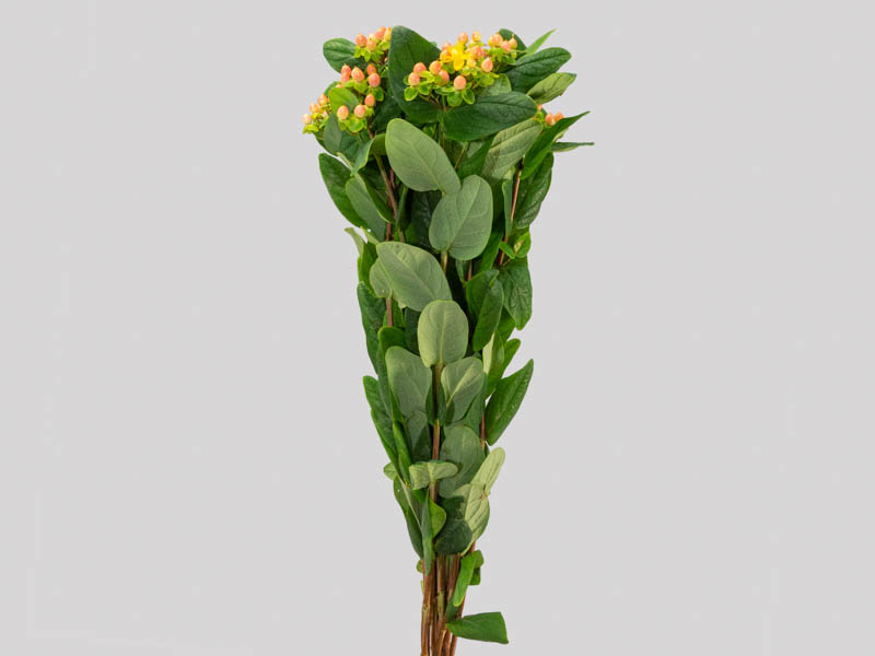 HYPERICUM 070 CM ROSA - Veiling Holambra | Flores e Plantas Ornamentais
