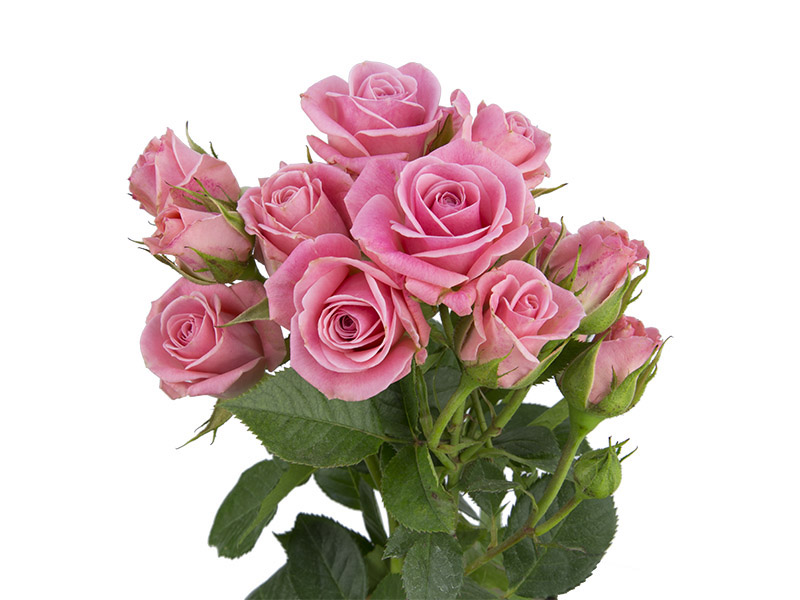 ROSA SPRAY ODILIA 030 CM - Veiling Holambra | Flores e Plantas Ornamentais