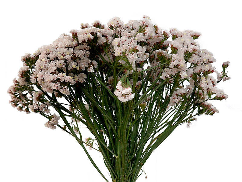 STATICE SINZII SILVER 060 CM - Veiling Holambra | Flores e Plantas ...