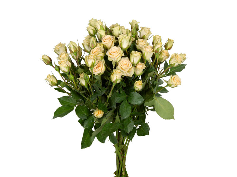 ROSA SPRAY CRETA 060 CM - Veiling Holambra | Flores e Plantas Ornamentais